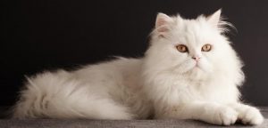 Chat Persan - Pratique.ch
