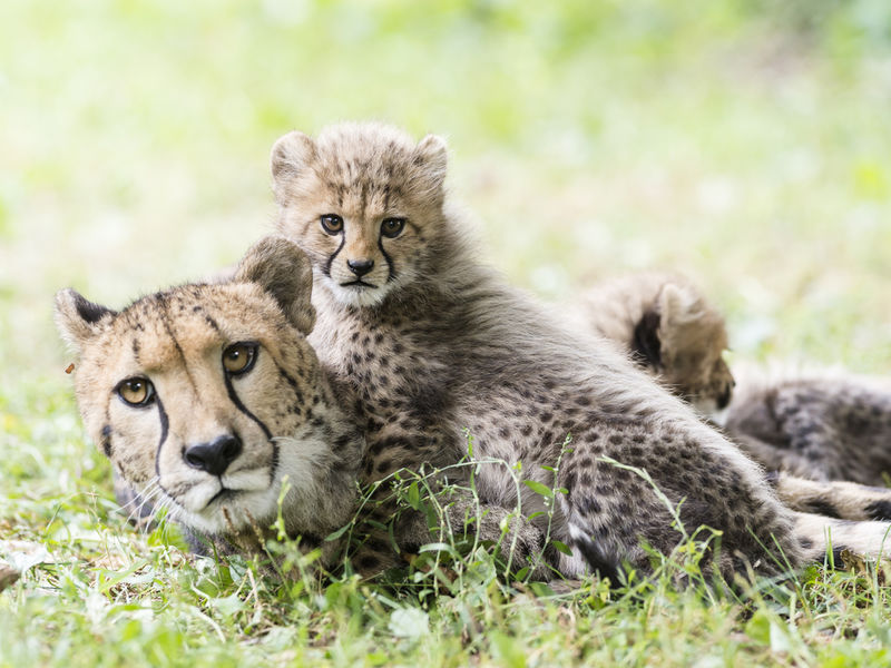 zoo-de-bale - Pratique.ch